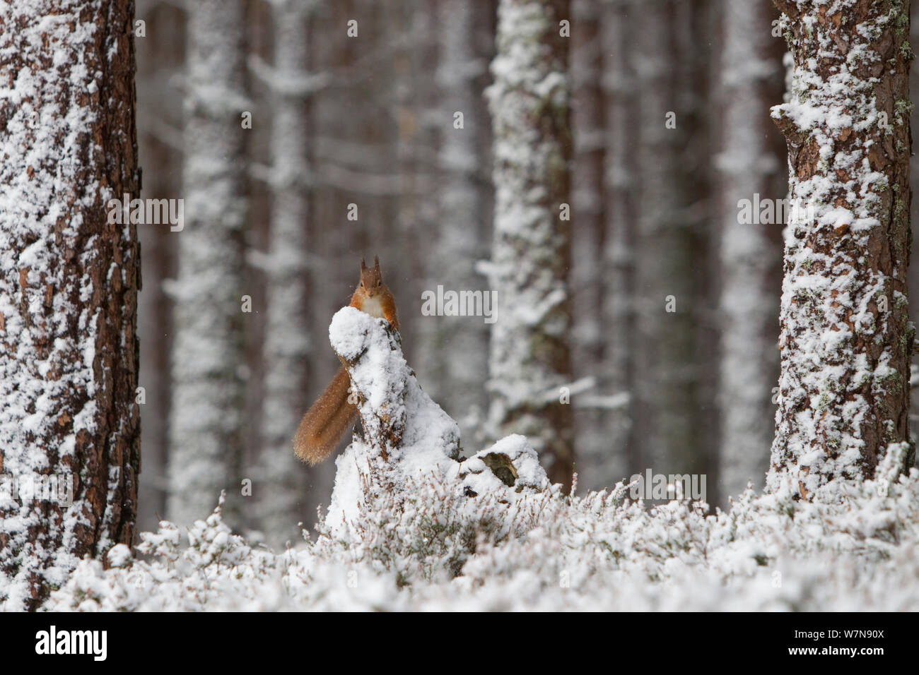 L'Écureuil roux (Sciurus vulgaris) dans la forêt de pins. Glenfeshie ...