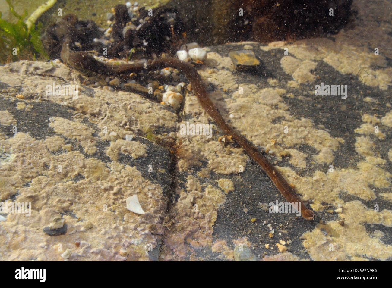 Bootlace worm Banque de photographies et d’images à haute résolution ...