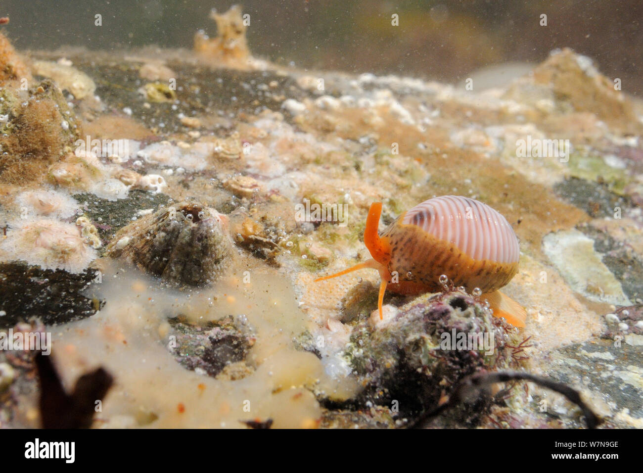 Gastéropodes marins Banque de photographies et d’images à haute ...