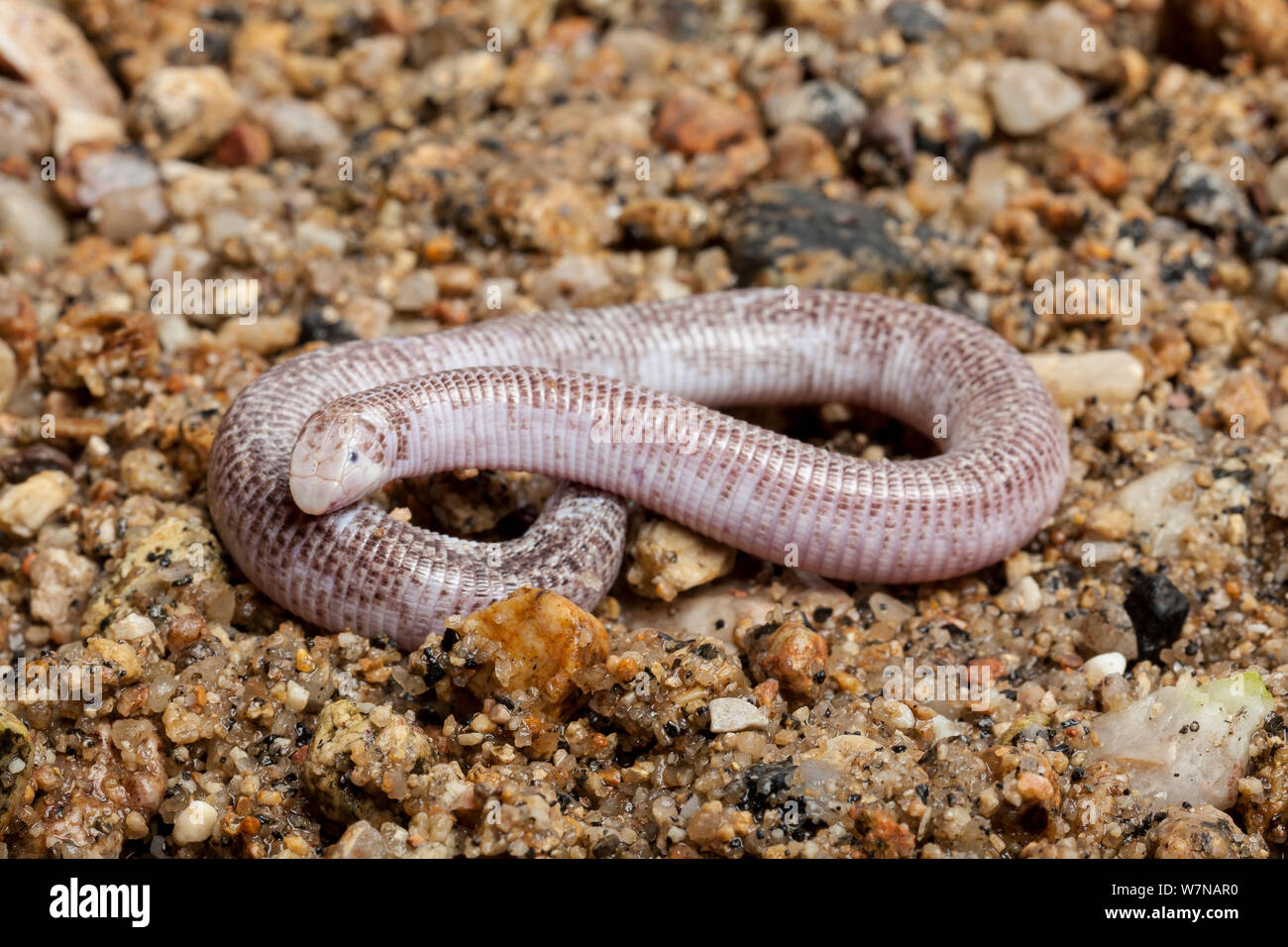 Legless lizards Banque de photographies et d’images à haute résolution ...