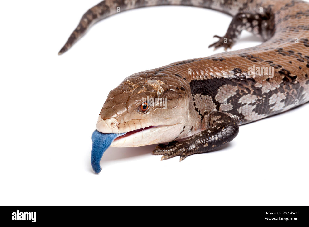 Tiliqua gigas Banque de photographies et d’images à haute résolution ...