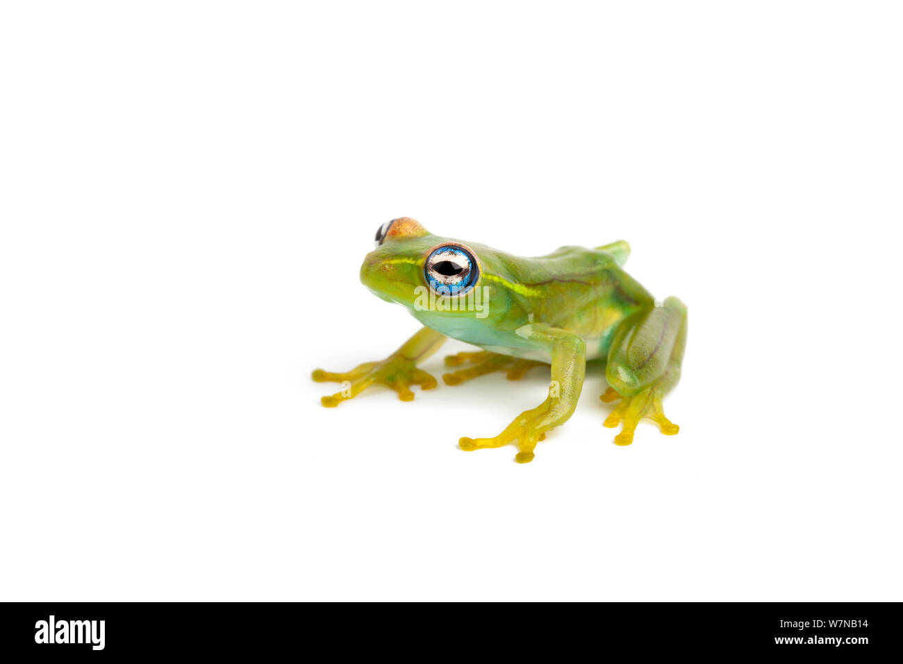 Grenouille madagascar centrale Banque de photographies et d’images à ...