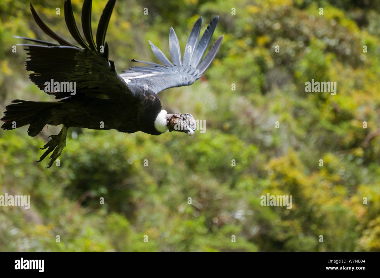 Hacienda cayambe Banque de photographies et d’images à haute résolution ...