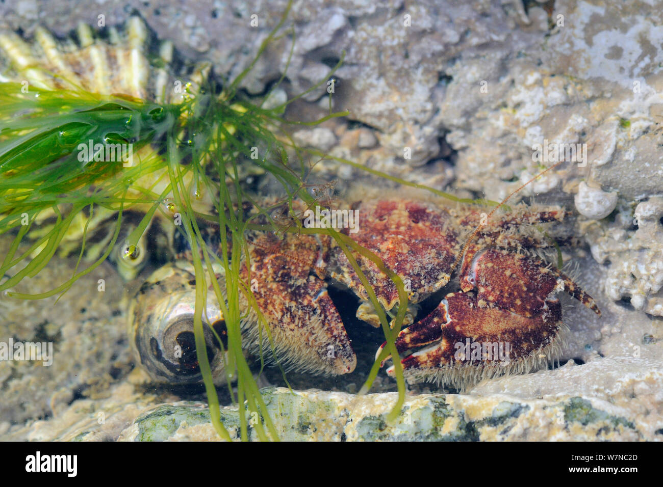 Enteromorpha intestinalis Banque de photographies et d’images à haute ...