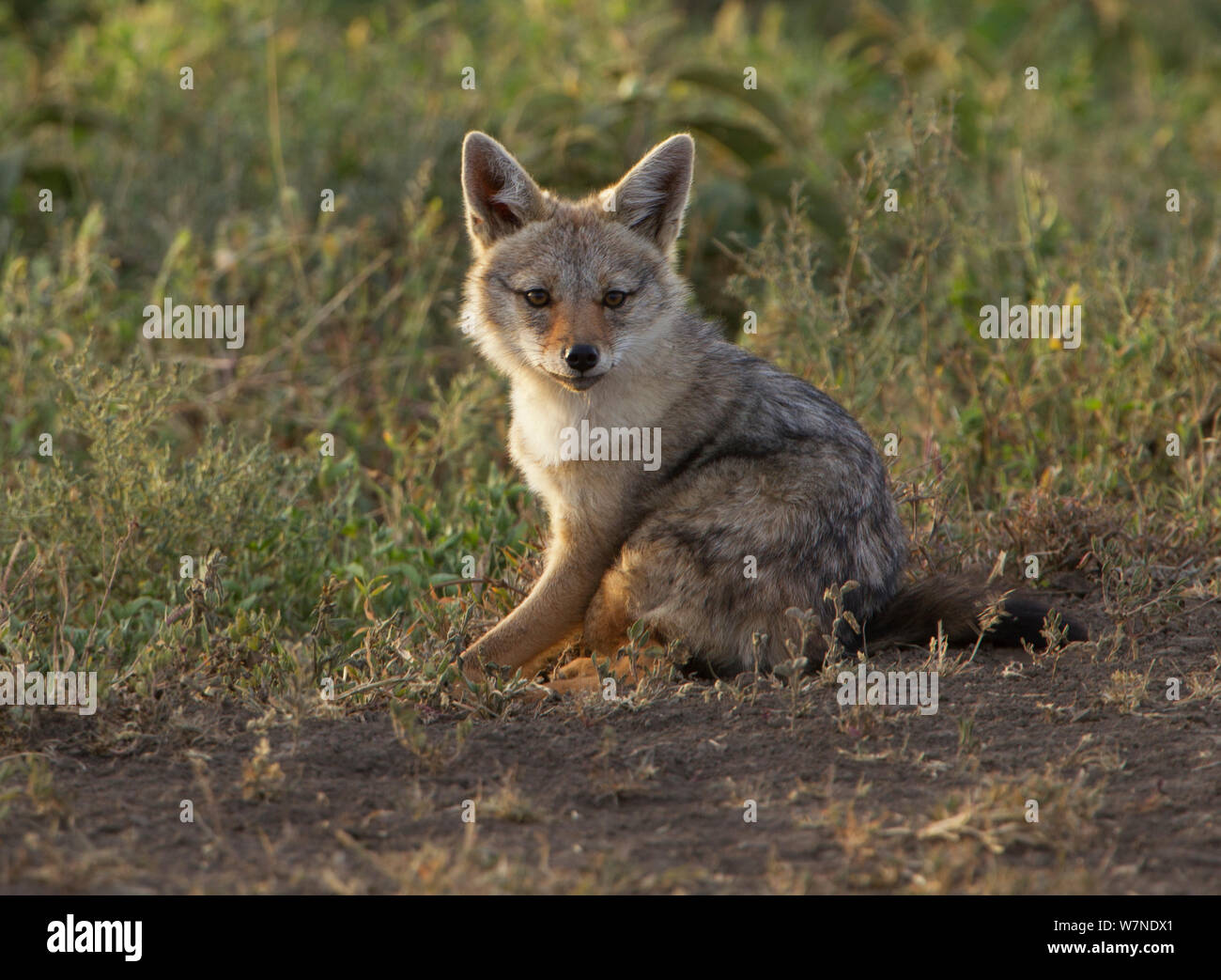 Canis aurus Banque de photographies et d’images à haute résolution - Alamy