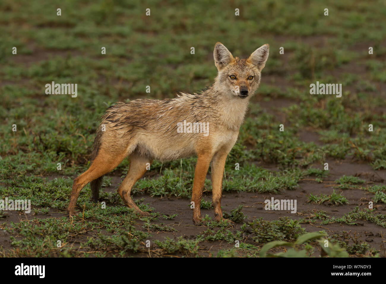 Canis aurus Banque de photographies et d’images à haute résolution - Alamy
