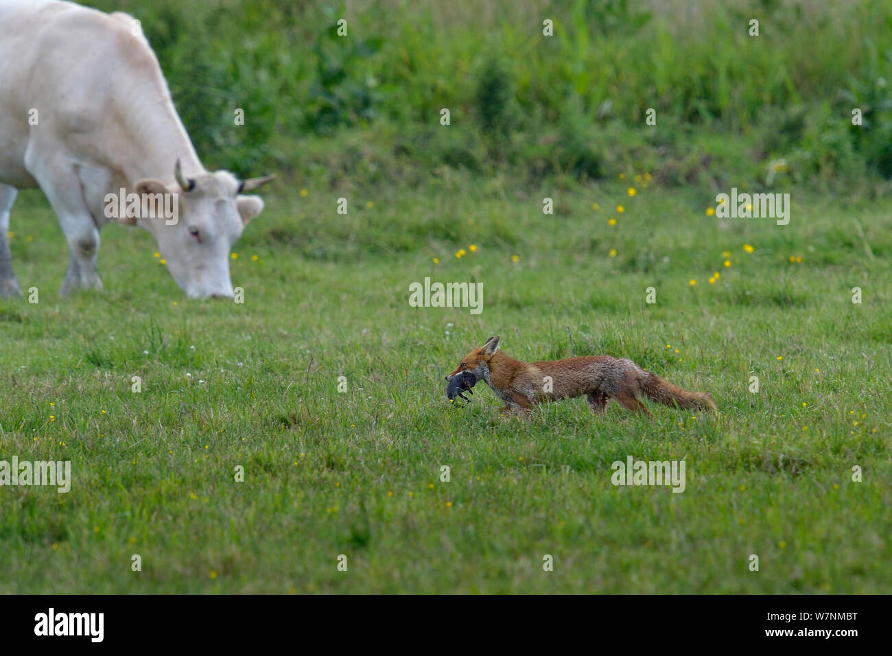 Le renard roux (Vulpes vulpes) rat avec les proies dans la bouche, de ...