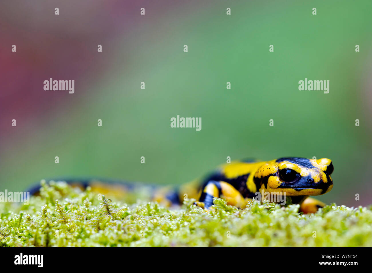 Fire salamanders Banque de photographies et d’images à haute résolution ...