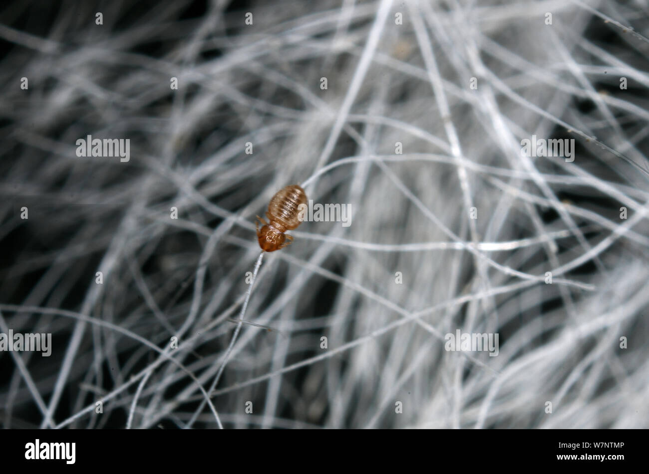 Les bovins (Damalinia pou bovis) sur les poils, dans les climats ...