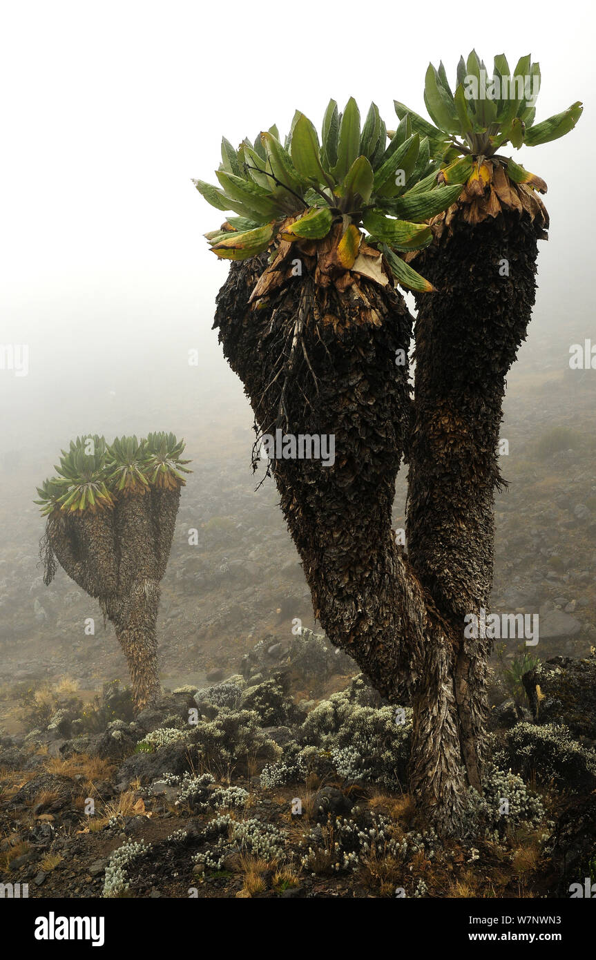 (Dendrosenecio kilimanjari séneçon géant), les plantes endémiques de ...