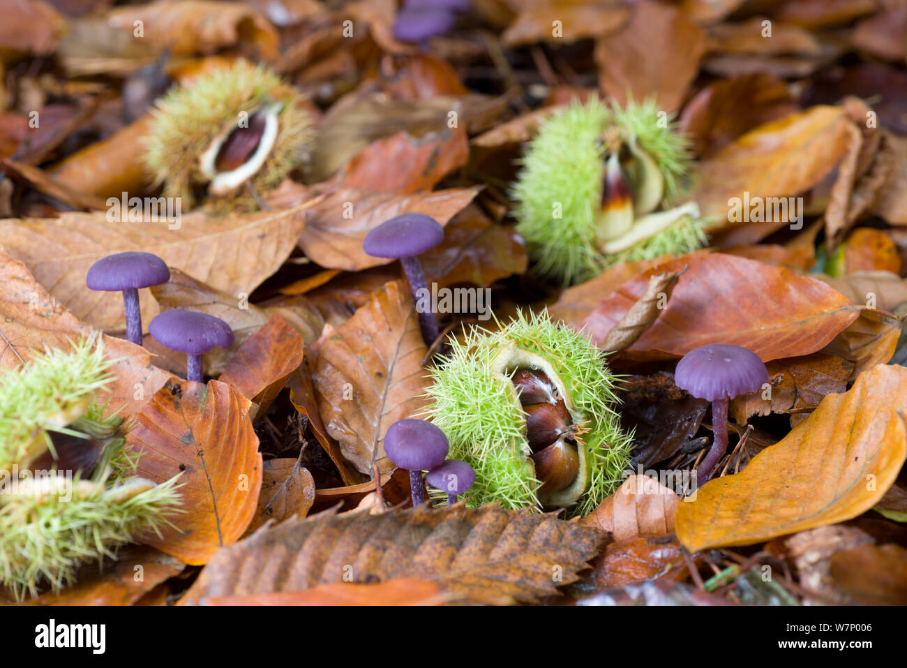Purple fungi Banque de photographies et d’images à haute résolution - Alamy