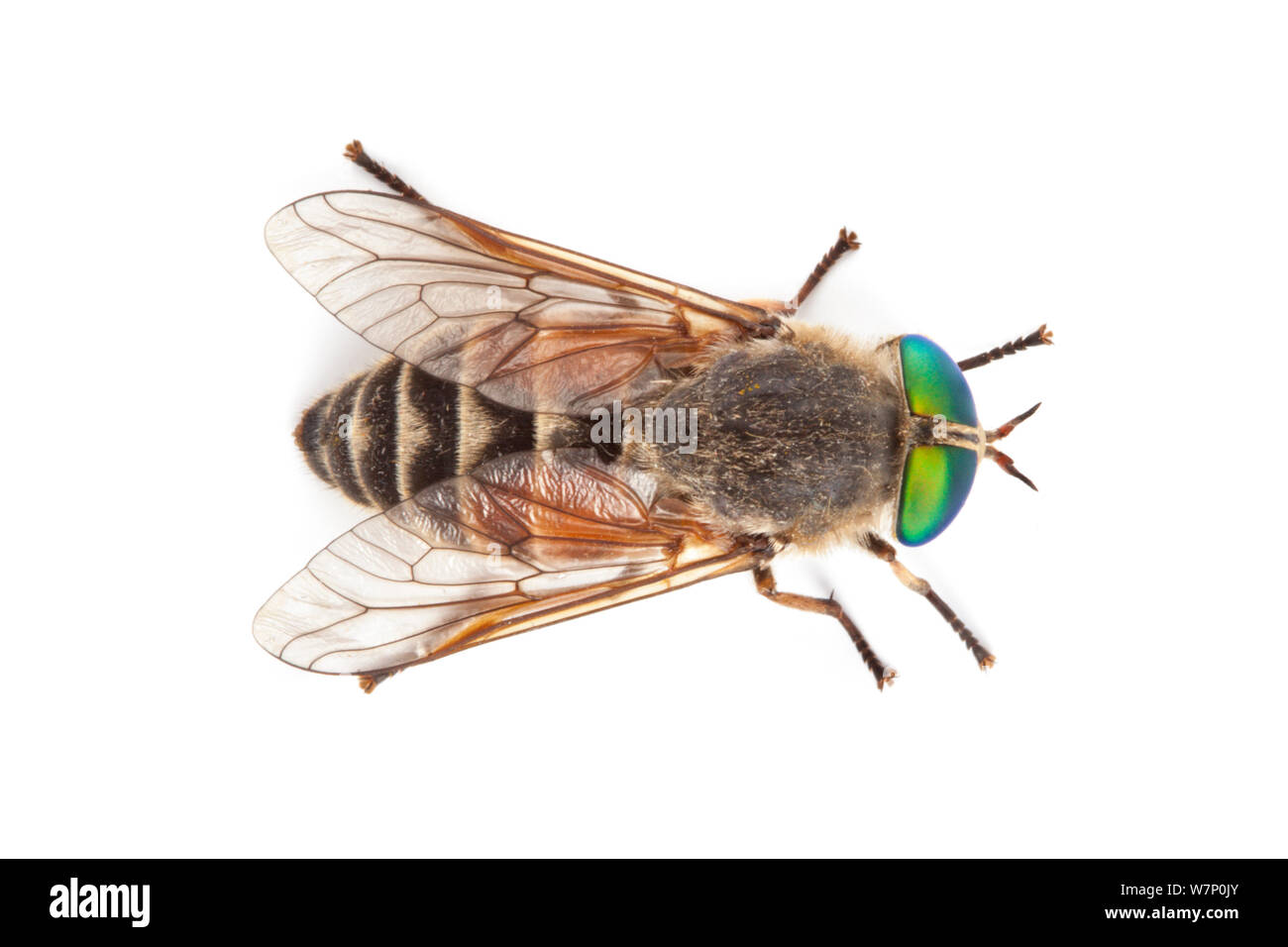 Pennine alps Banque d'images détourées - Alamy