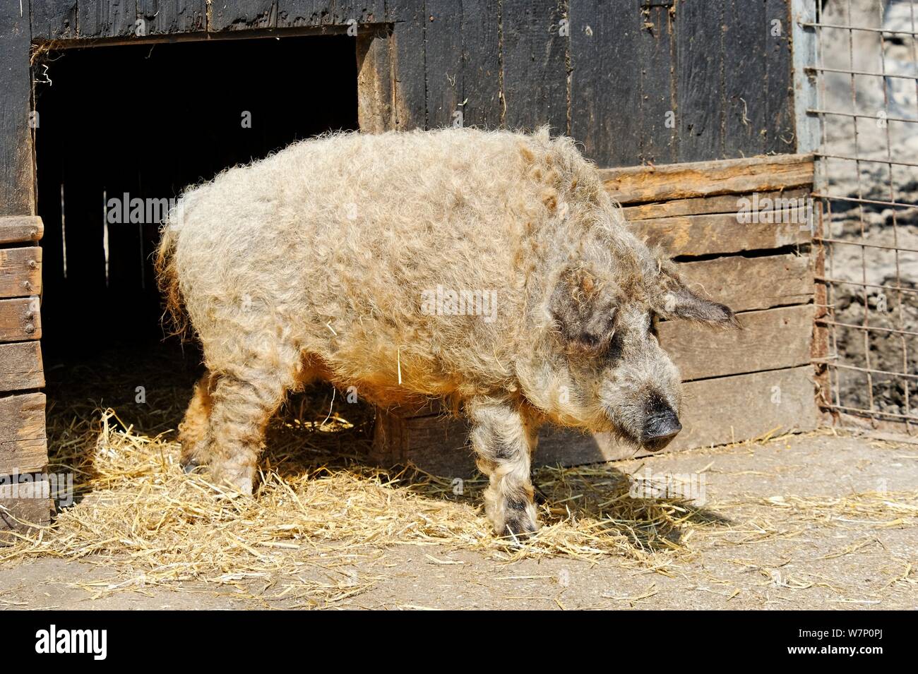 Mangalitsa pig Banque de photographies et d’images à haute résolution ...