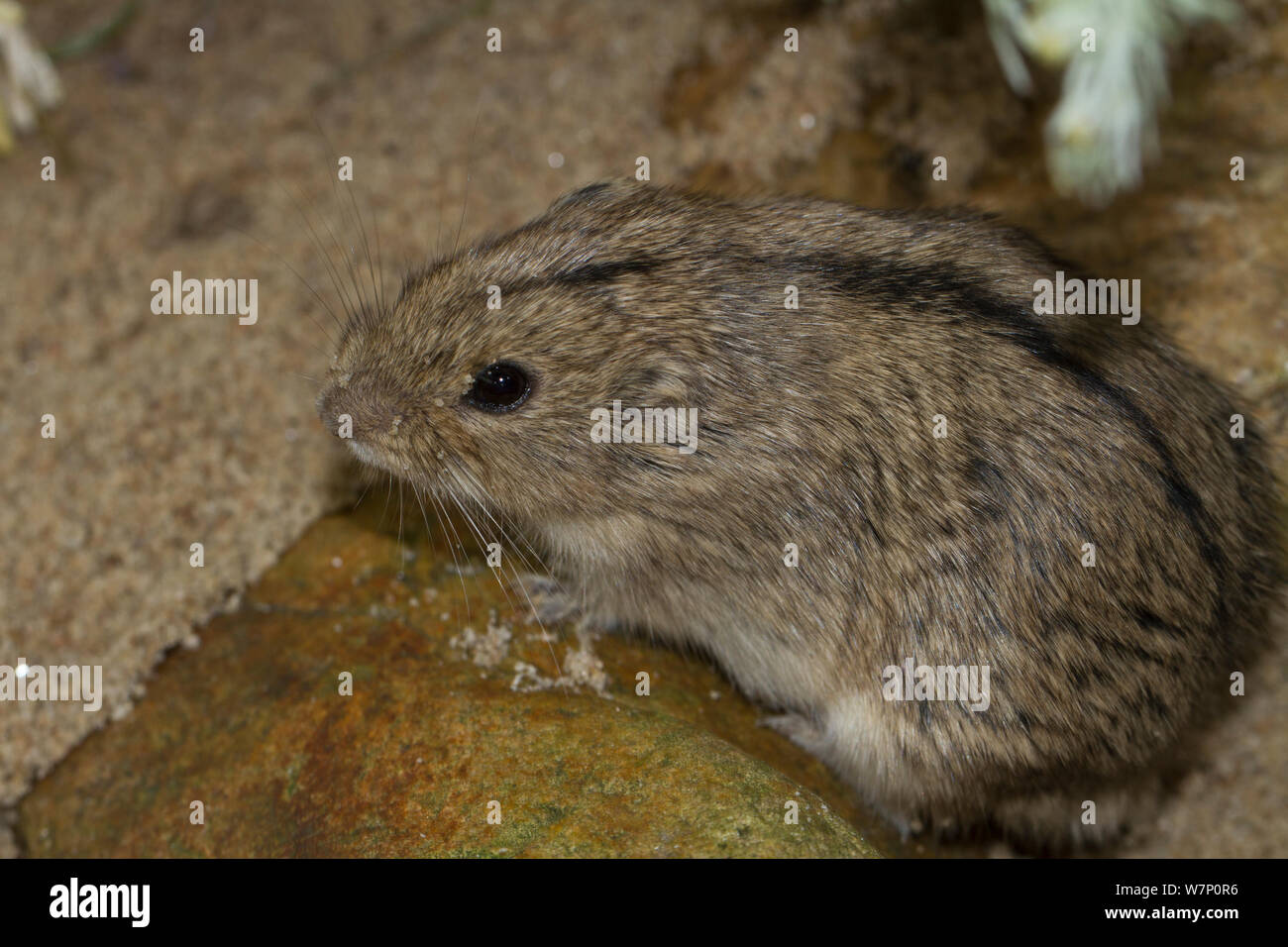 Rongeurs de la steppe Banque de photographies et d’images à haute ...