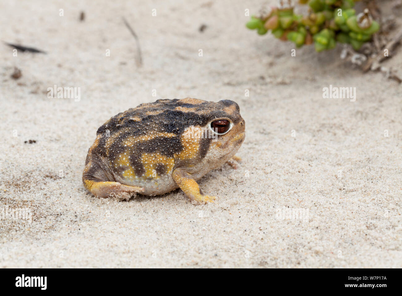 Grenouille de pluie namaqua Banque de photographies et d’images à haute ...