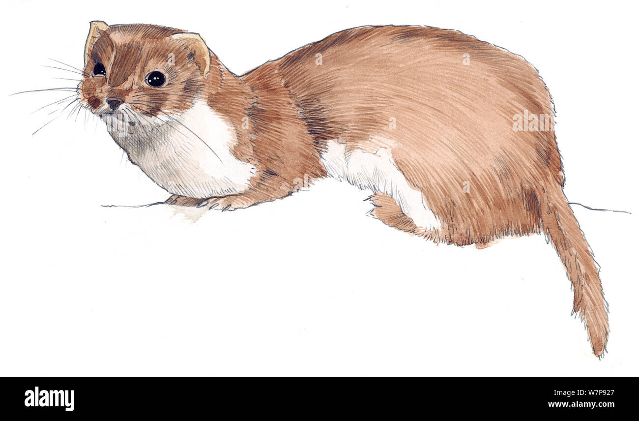 Belette blanche Banque d'images détourées - Alamy