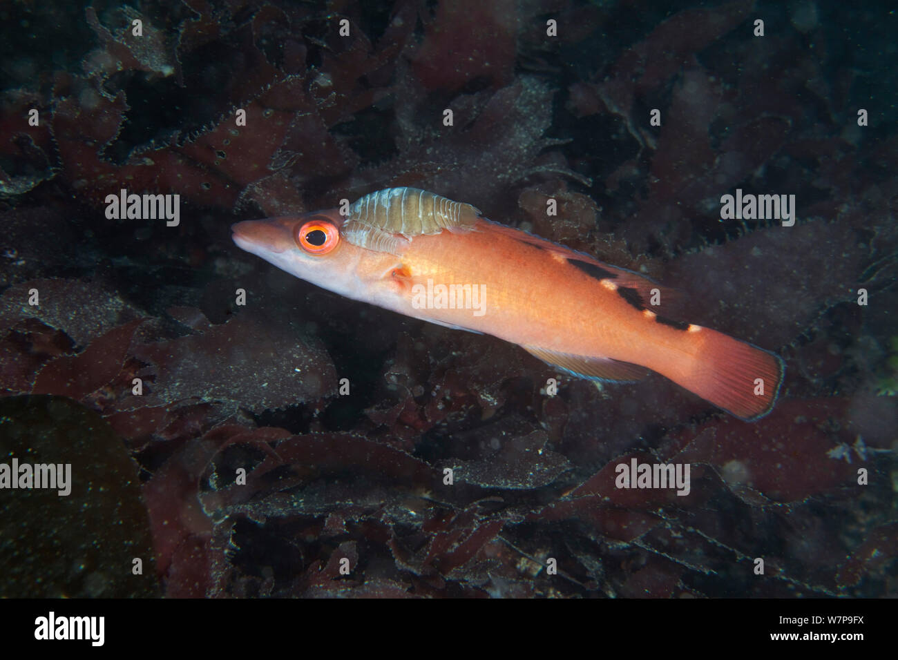Parasites des poissons Banque de photographies et d’images à haute ...
