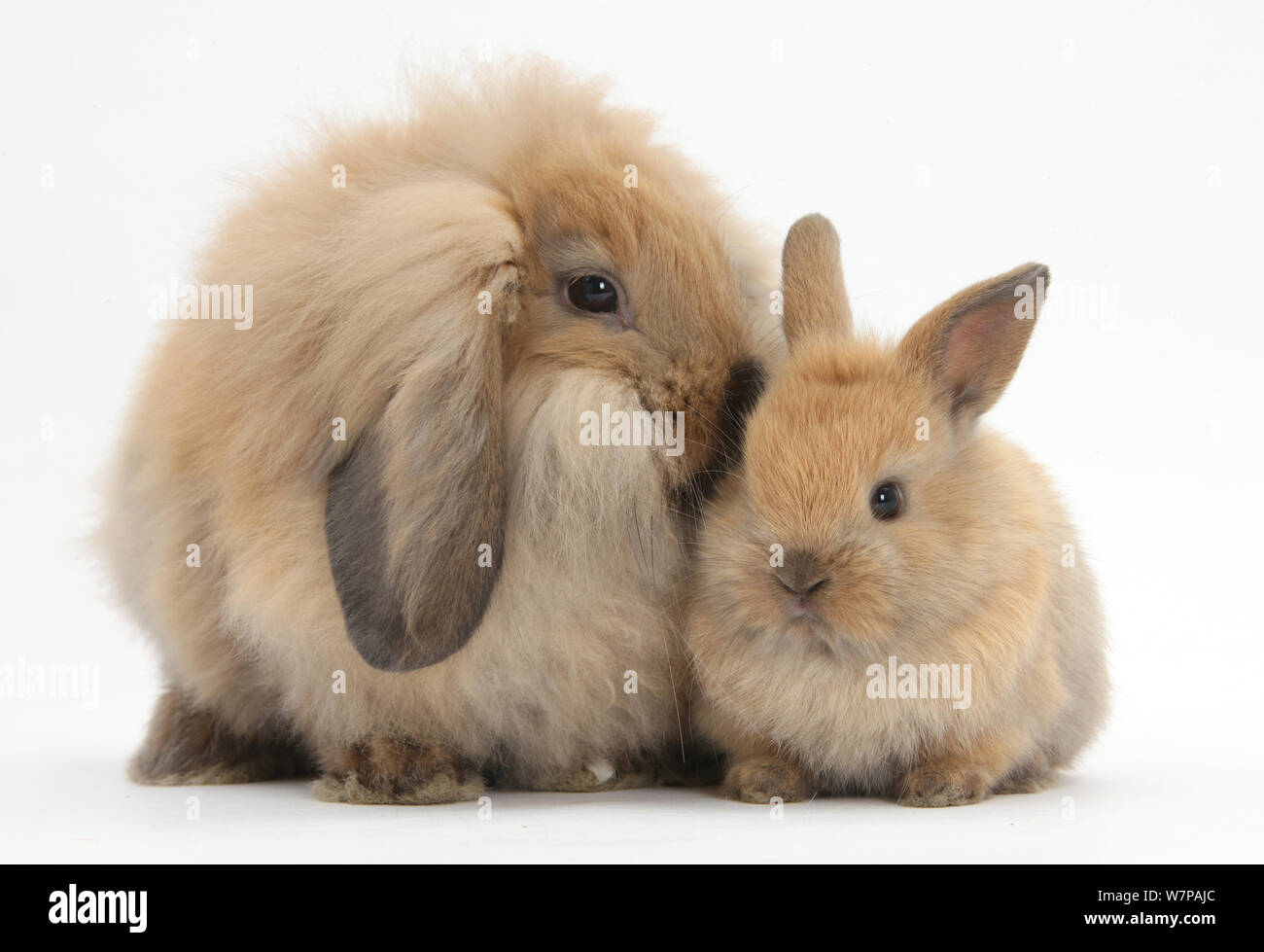 Races de lapins Banque de photographies et d’images à haute résolution - Alamy