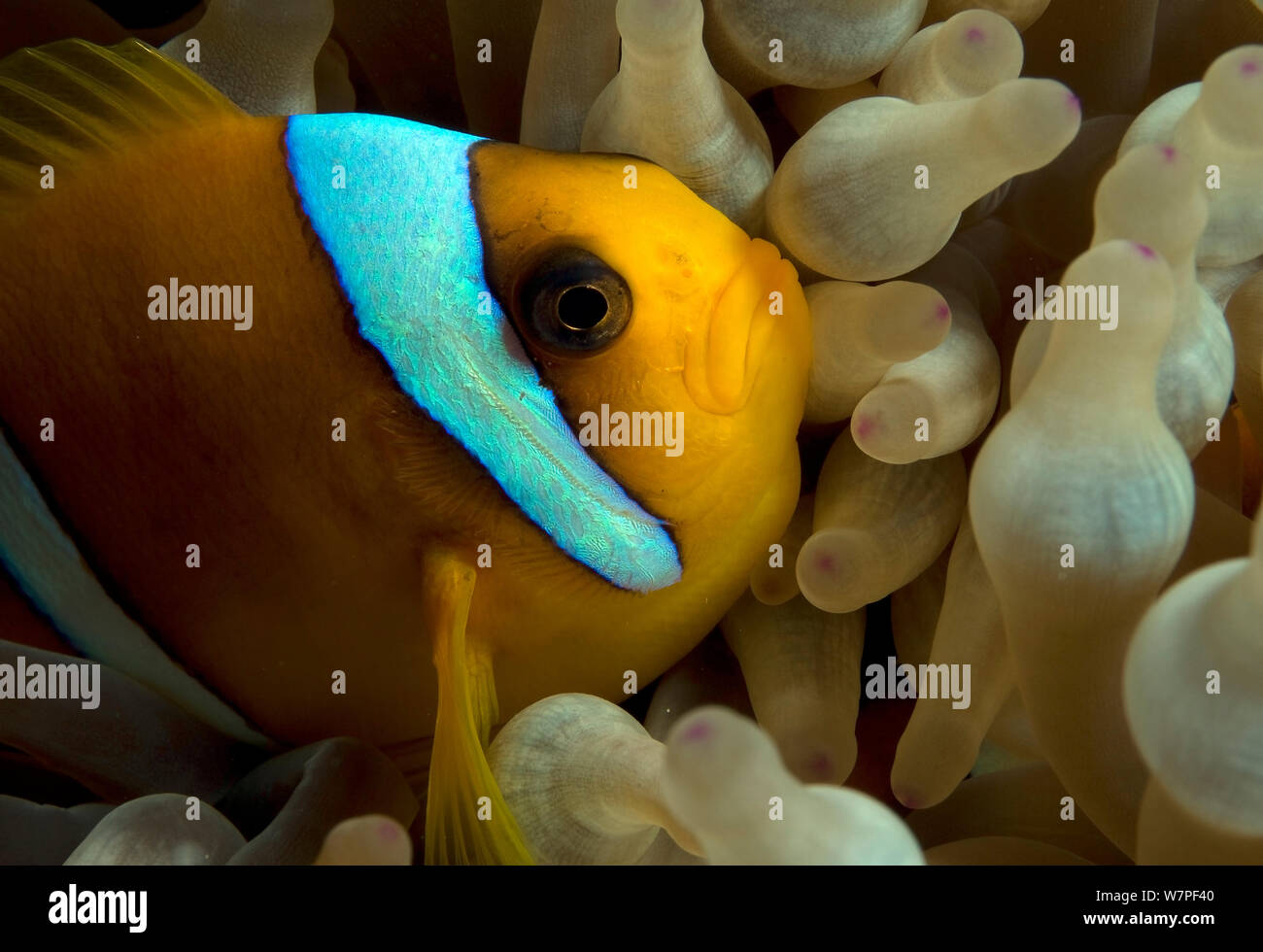 Poisson clown de mer rouge amphiprion bicinctus Banque de photographies ...