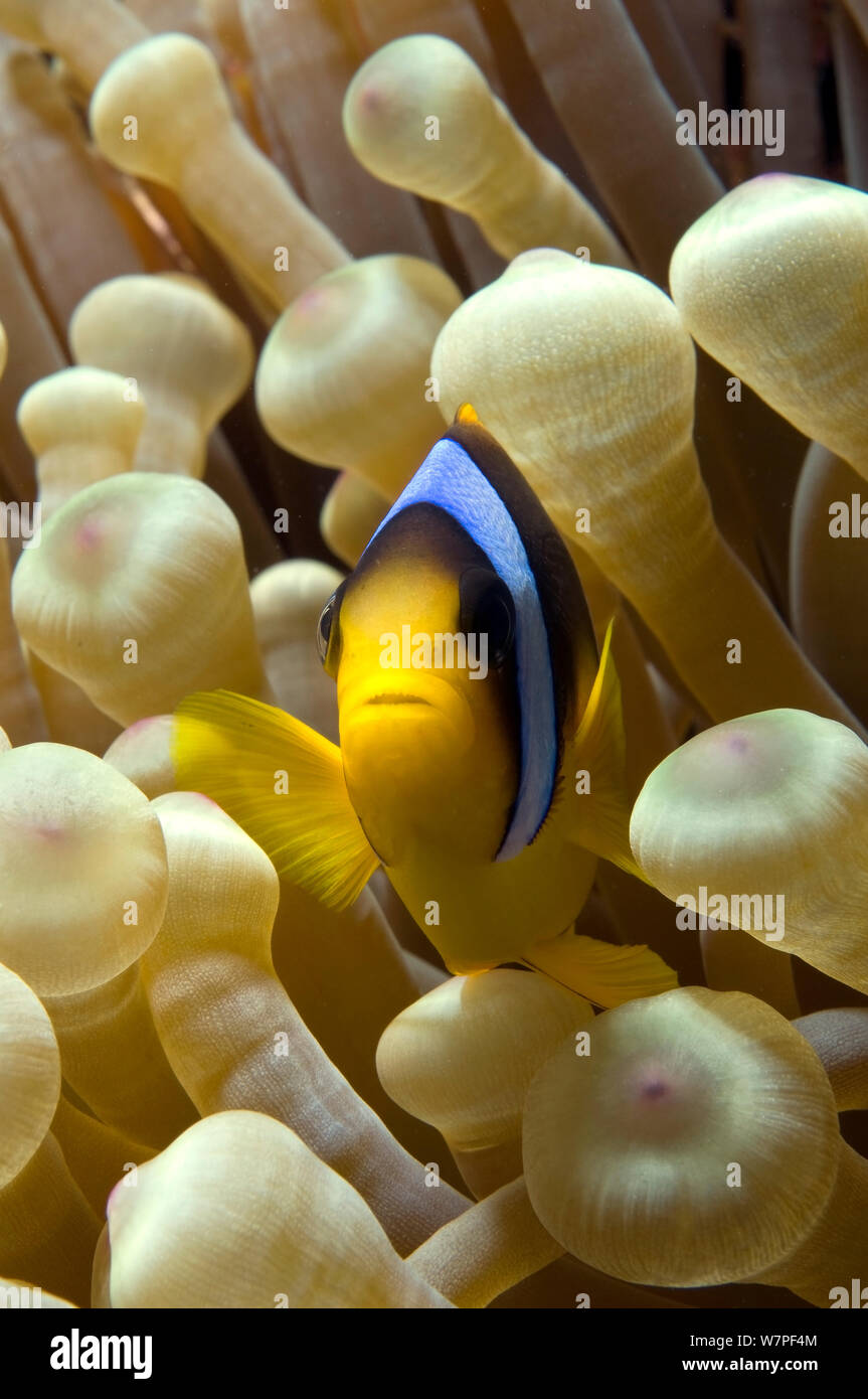 Poisson clown de mer rouge amphiprion bicinctus Banque de photographies ...