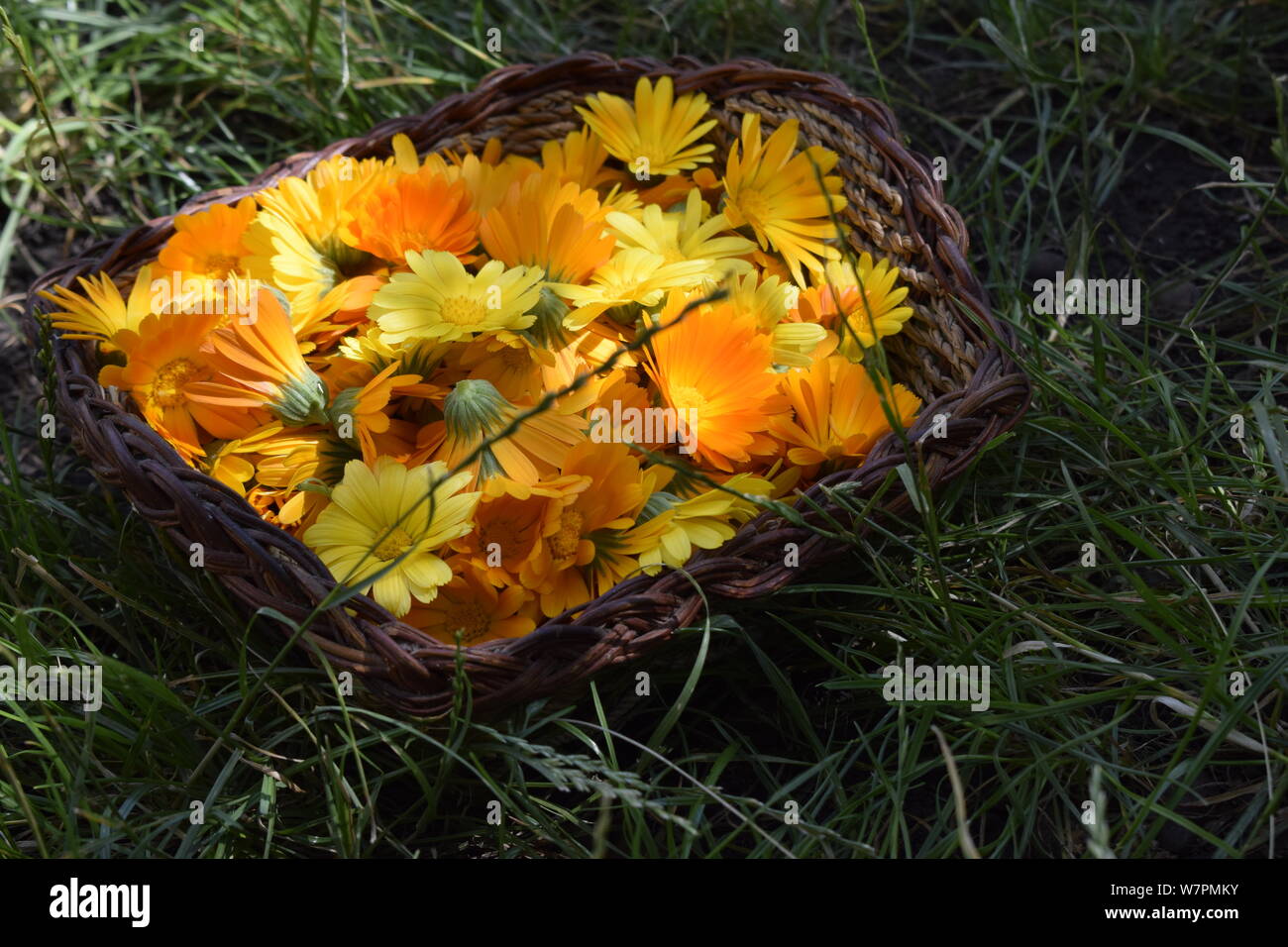 Arrière-plan avec Calendula. Herbes médicinales. L'été. Orange et jaune ...