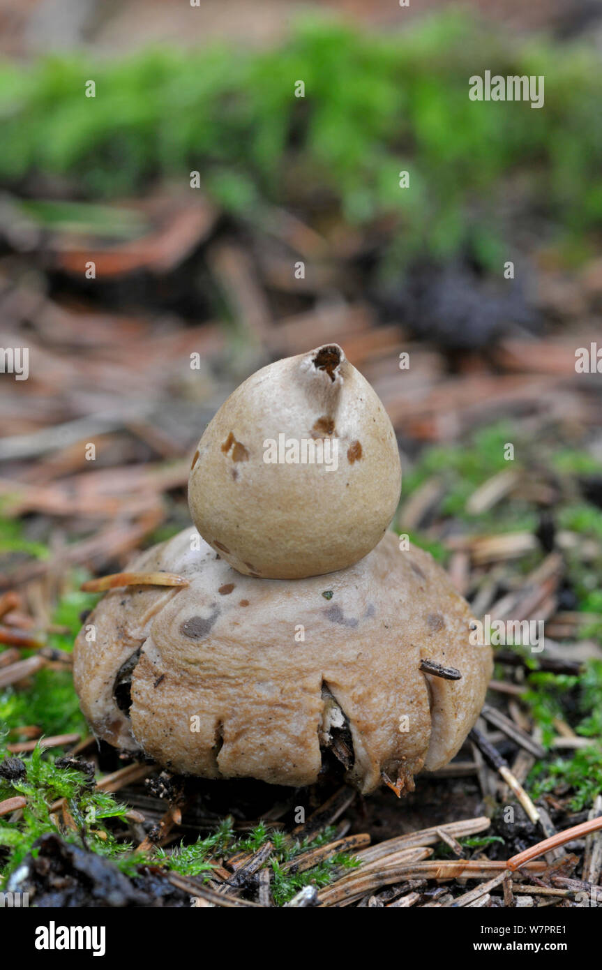 Geastrum sp Banque de photographies et d’images à haute résolution - Alamy