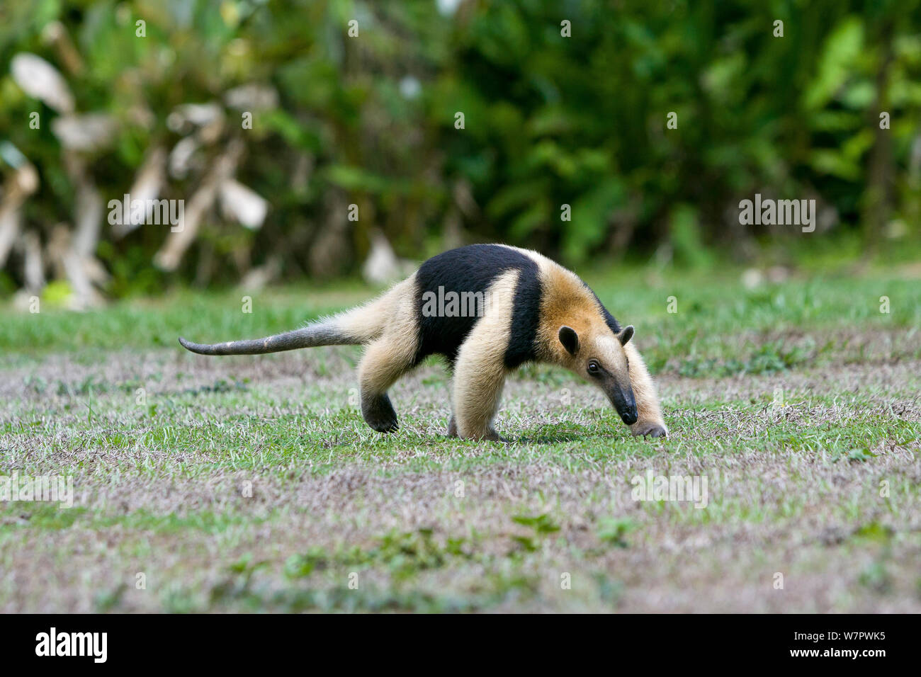 Fourmilier Tamandua mexicana (moindre) Parc national de Corcovado ...