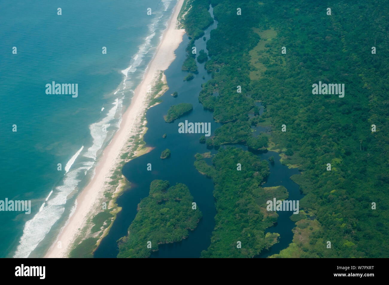 Gamba gabon Banque de photographies et d’images à haute résolution - Alamy