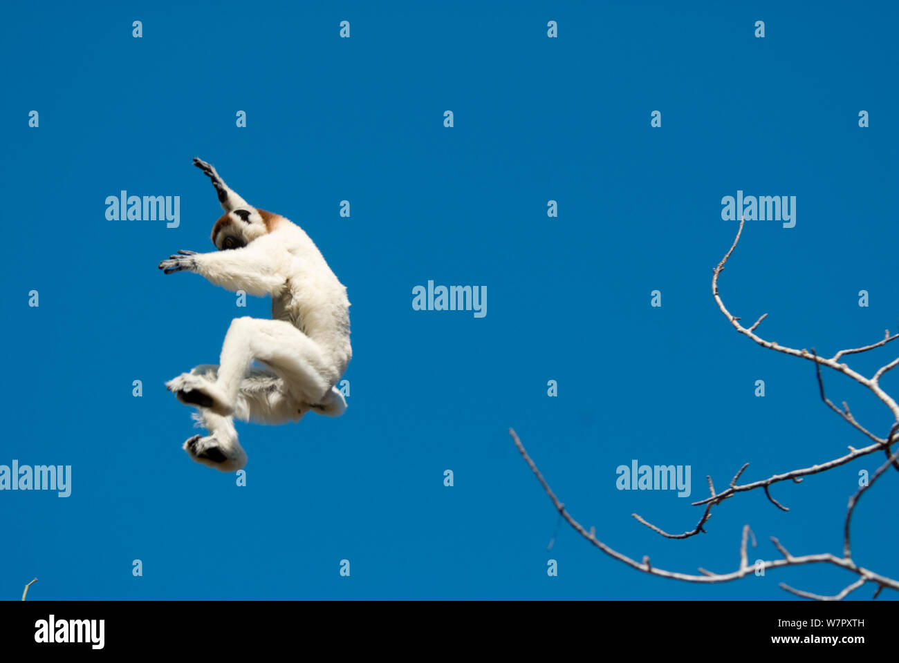 Le Propithèque de verreaux (Propithecus verreauxi) sautant entre les ...