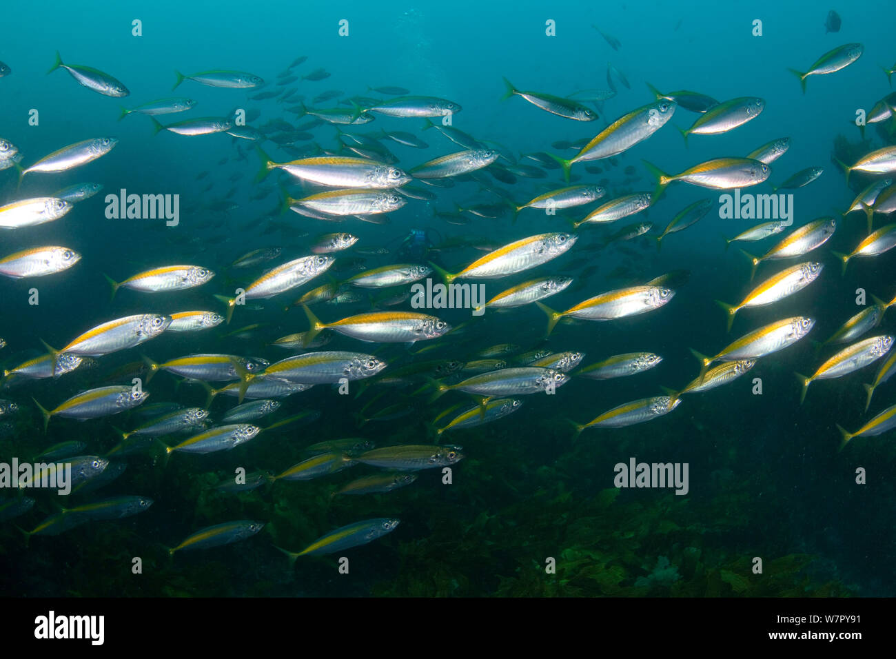 Decapterus koheru Banque de photographies et d’images à haute ...