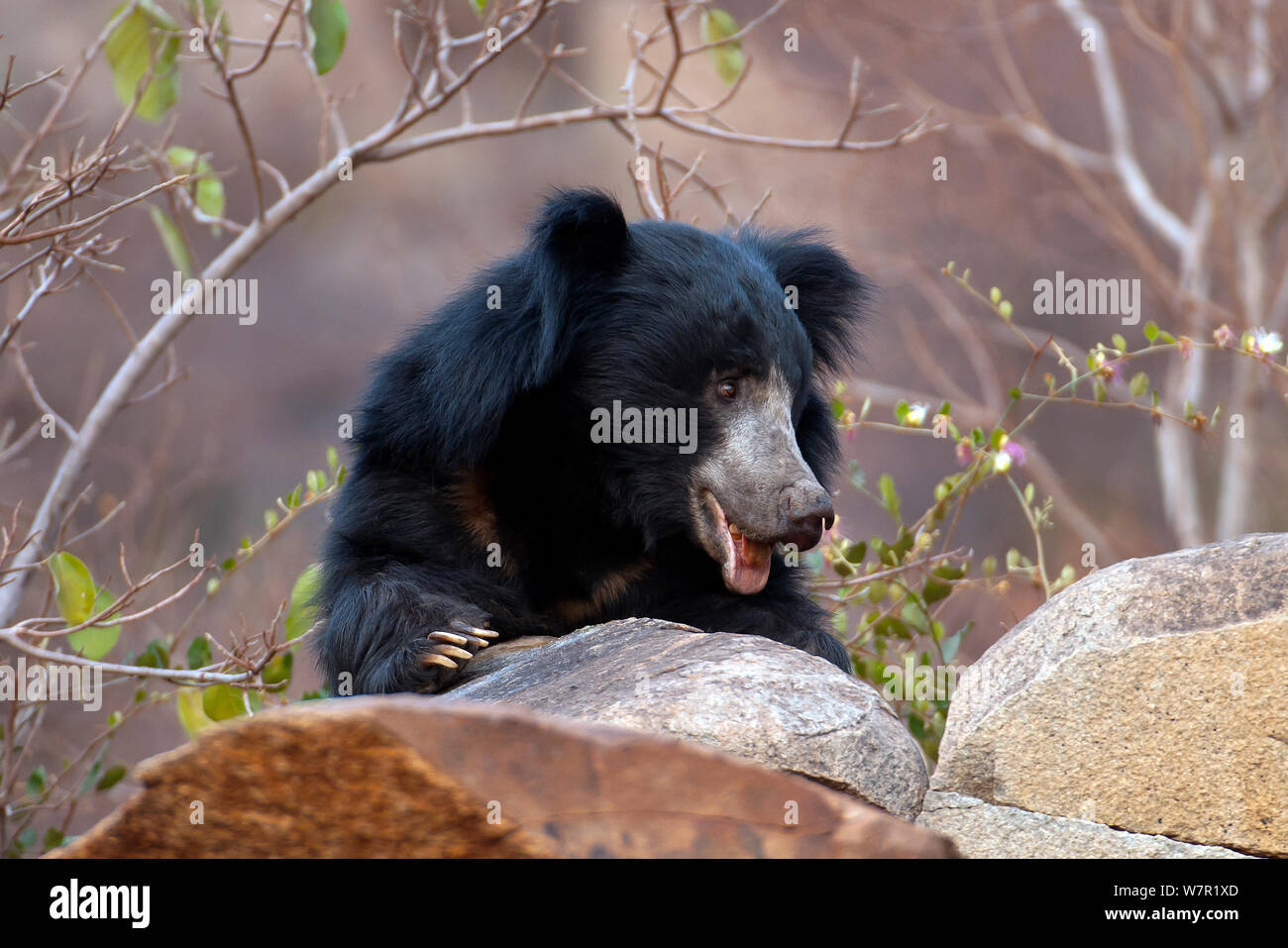 Ours lippu Banque de photographies et d’images à haute résolution - Alamy