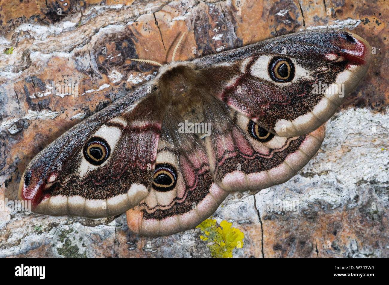 Emperor moth Banque de photographies et d’images à haute résolution - Alamy