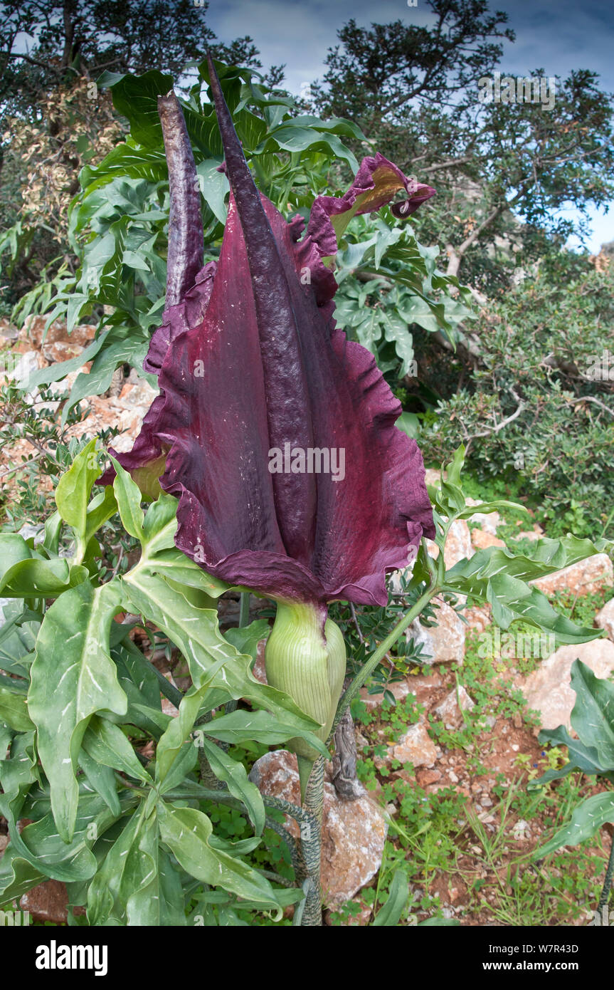 Purple arum Banque d'image et photos - Alamy