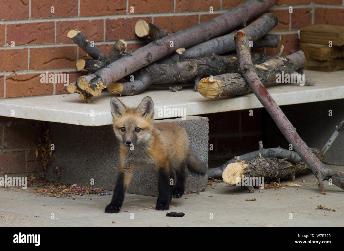 Le renard roux (Vulpes vulpes) cub qui sortent d'une pile de bois près ...