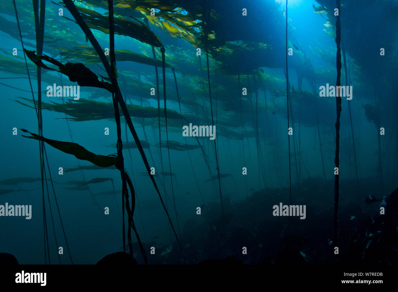Vue panoramique d'une forêt d'algues bull (Nereocystis luetkeana) dans ...