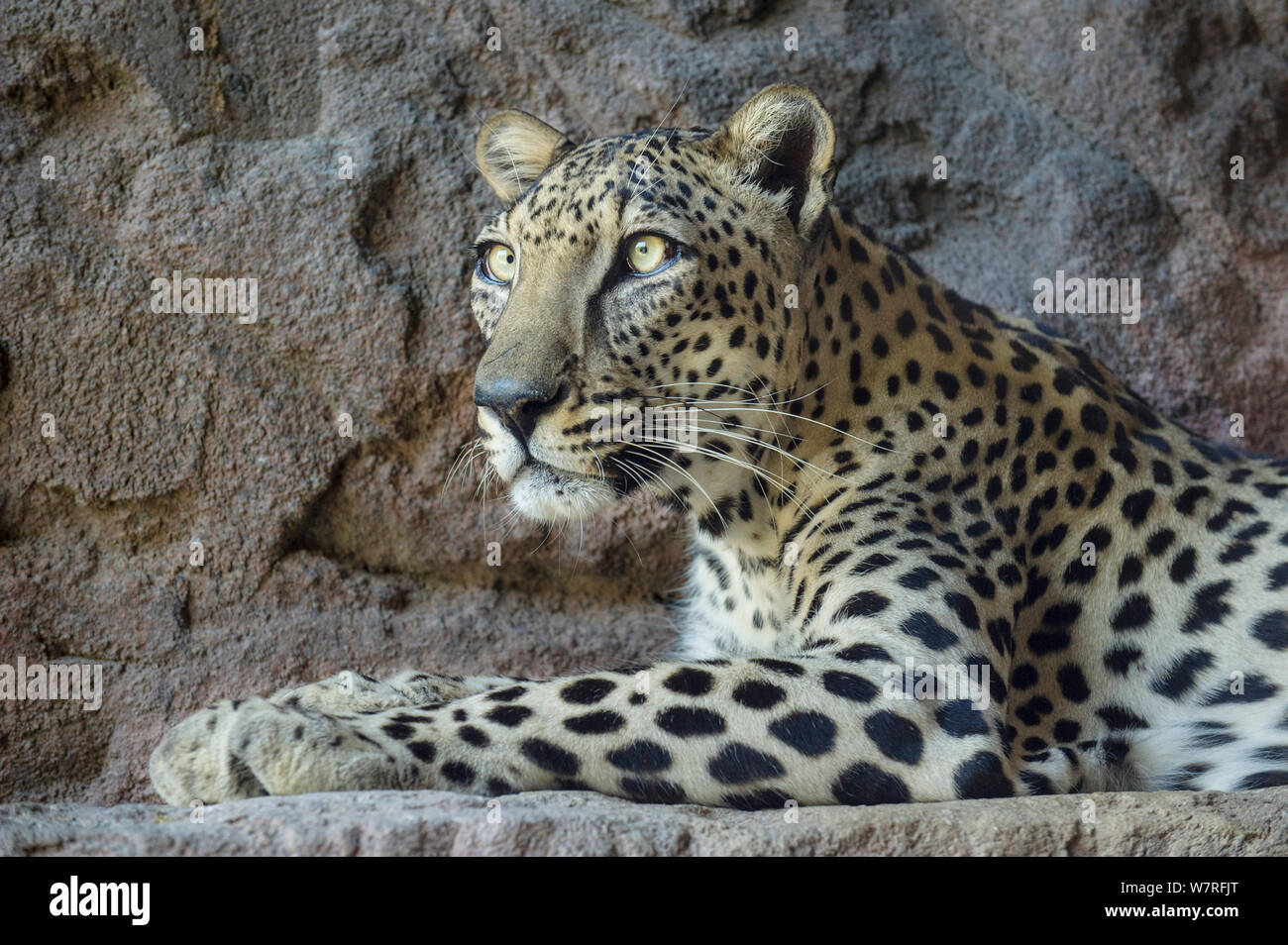 Arabian leopard Banque de photographies et d’images à haute résolution ...