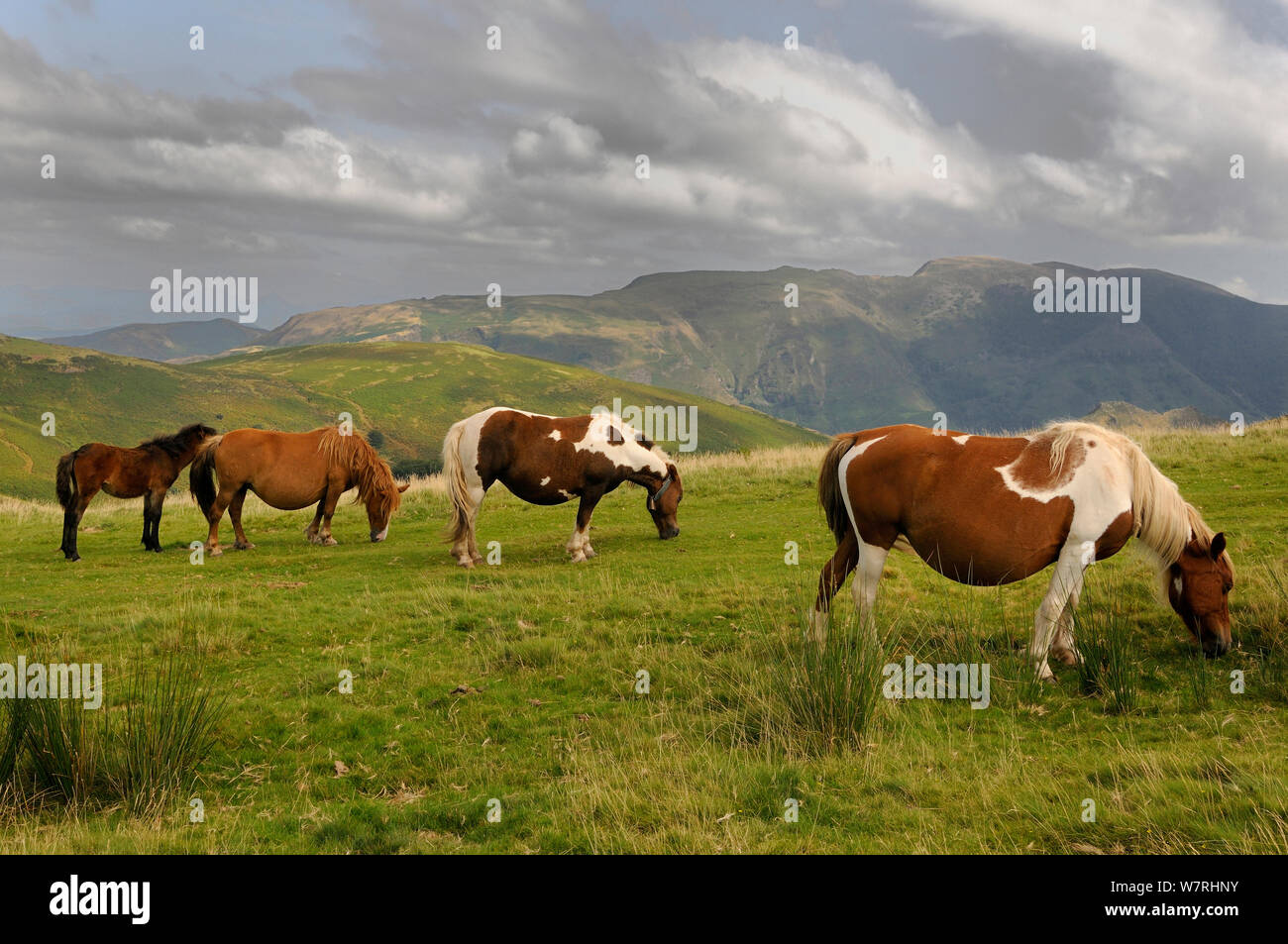 Pottok Horse Banque d'image et photos - Alamy