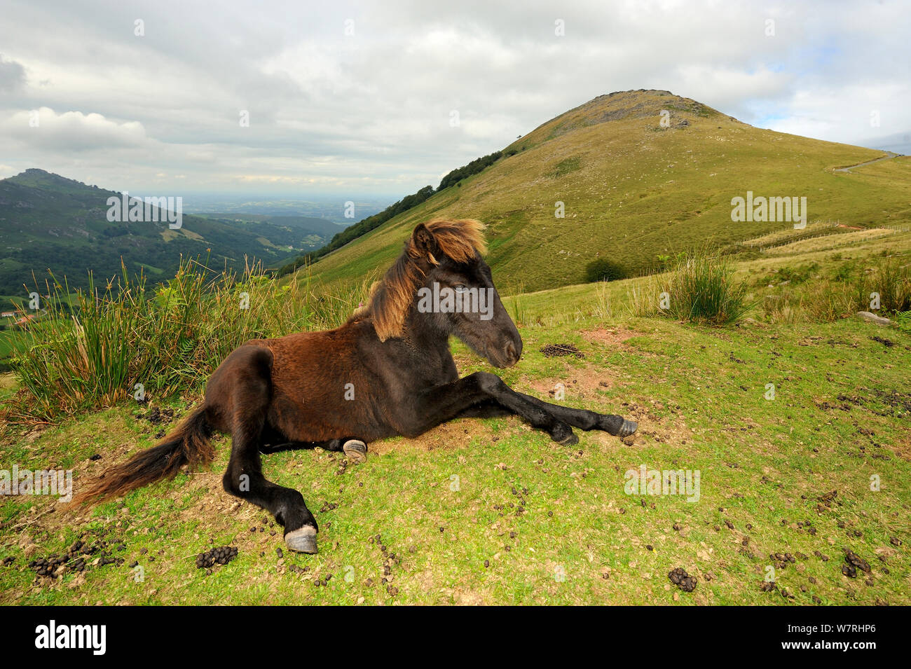 Pottok Horse Banque d'image et photos - Alamy