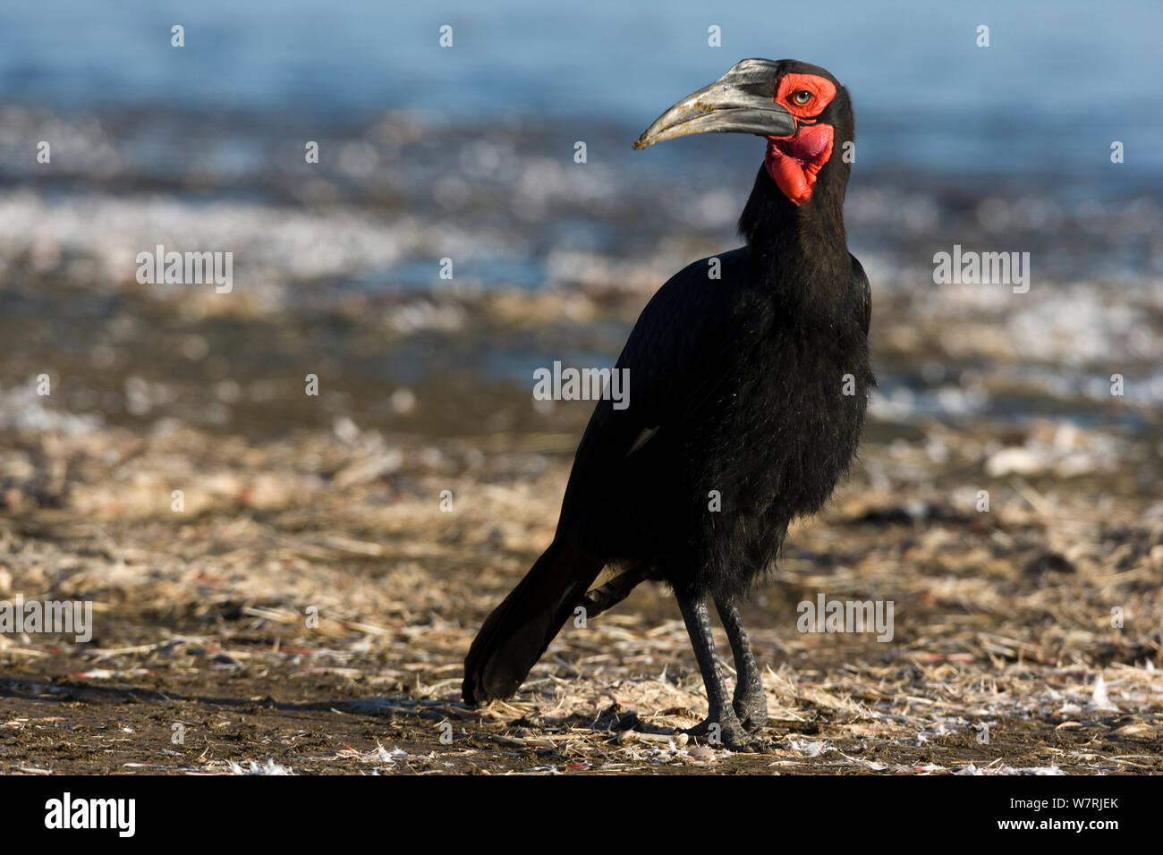 Calao terrestre sud calao terrestre calao terrestre kenya afrique ...
