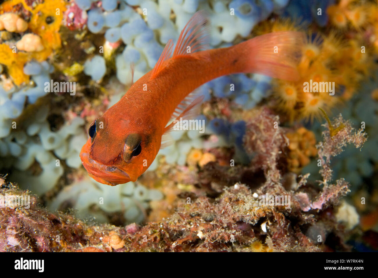 Osteichthyes cardinalfishes Banque de photographies et d’images à haute ...