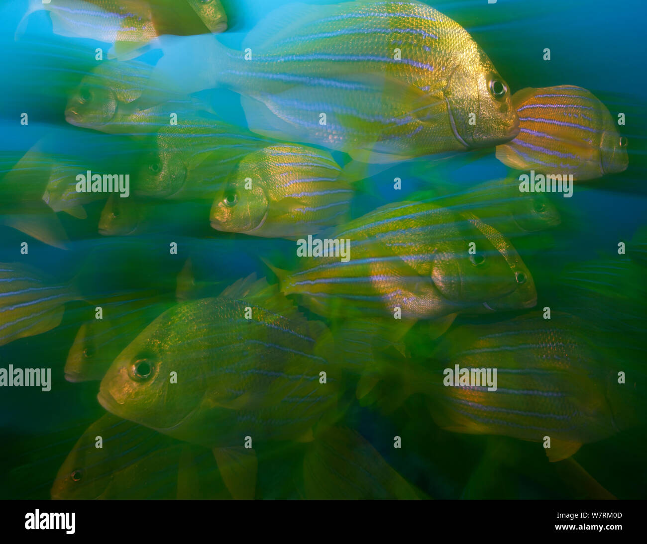 Poissons de porc Banque de photographies et d’images à haute résolution ...