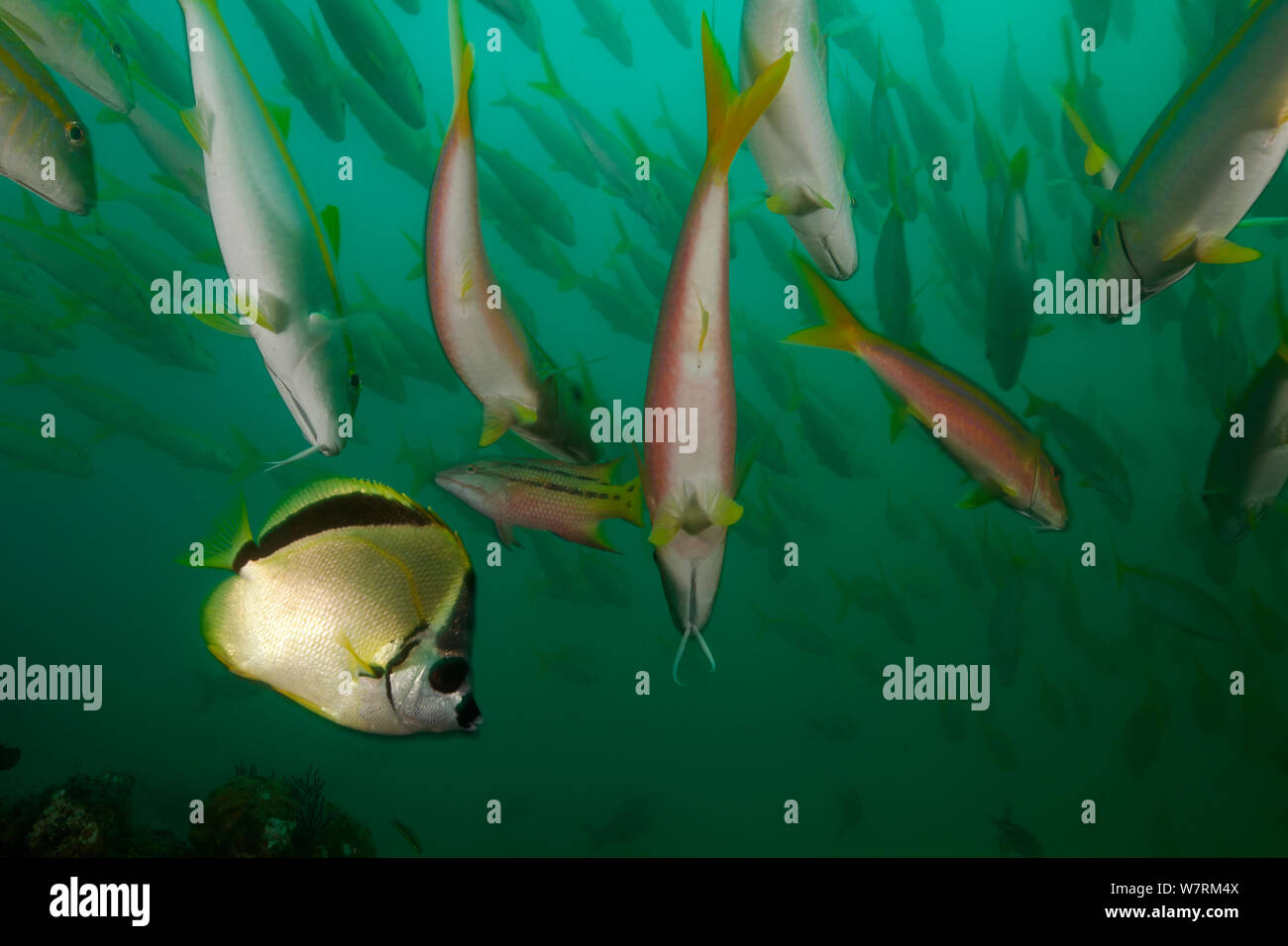 Poissons poissons Banque de photographies et d’images à haute ...