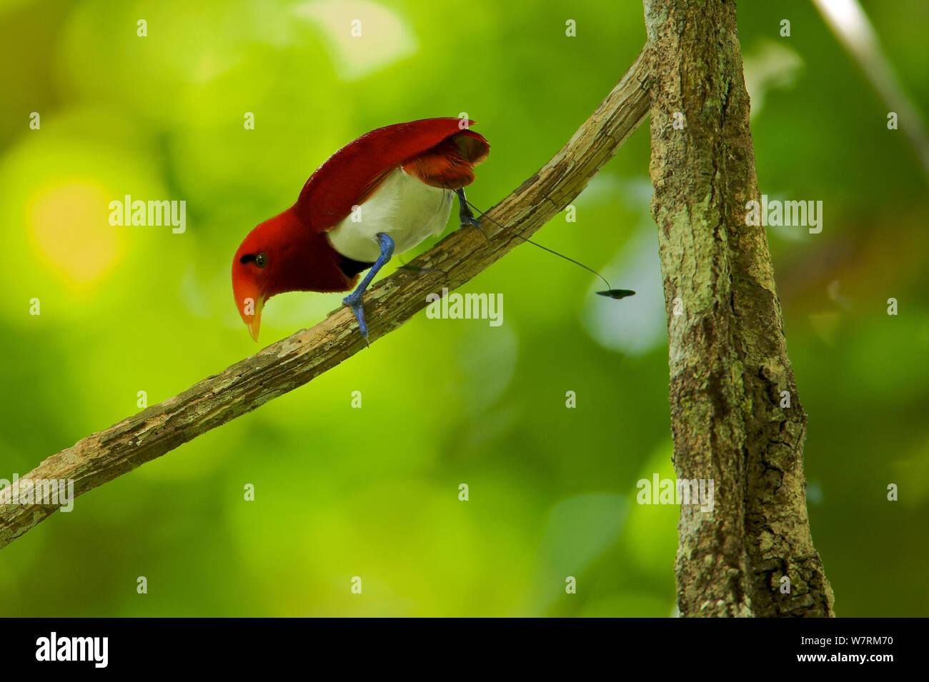 Paradisea regia Banque de photographies et d’images à haute résolution ...