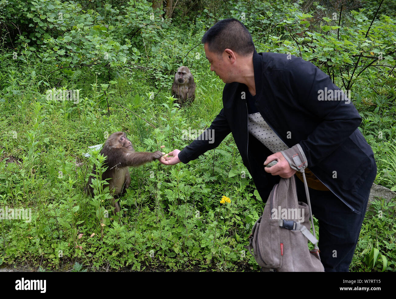 L'homme nourrit les singes Banque de photographies et d’images à haute ...