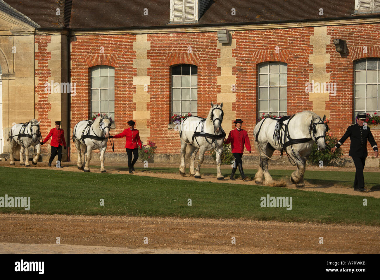 Cheval percheron noir Banque de photographies et d’images à haute résolution - Alamy