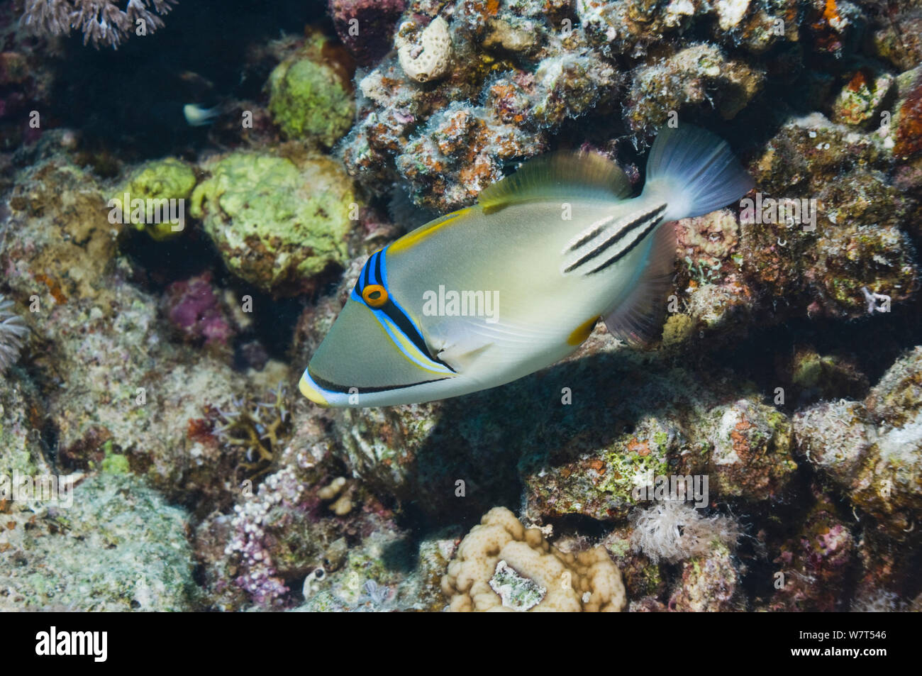 Baliste de mer rouge picasso Banque de photographies et d’images à ...