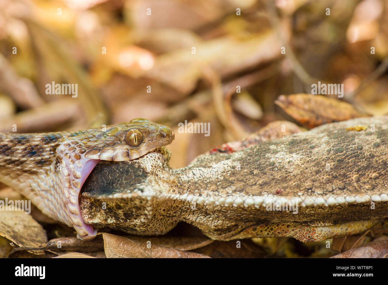 Chat malgache aux yeux de serpents Banque de photographies et d’images ...