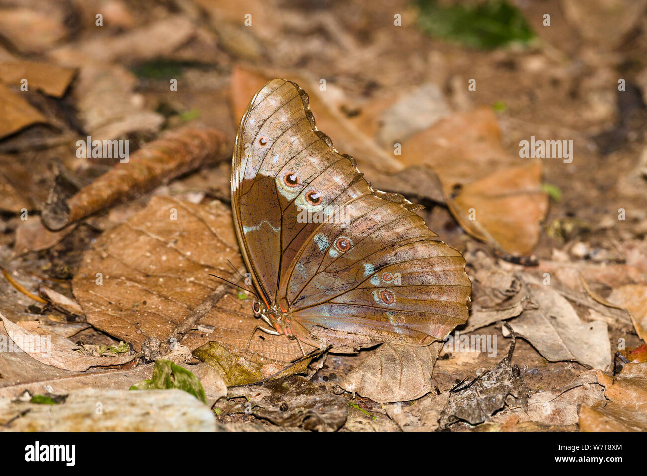 Morpho morpho menelaus Banque de photographies et d’images à haute ...