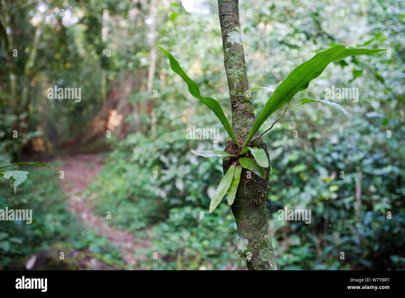 Epiphyte plants Banque de photographies et d’images à haute résolution ...