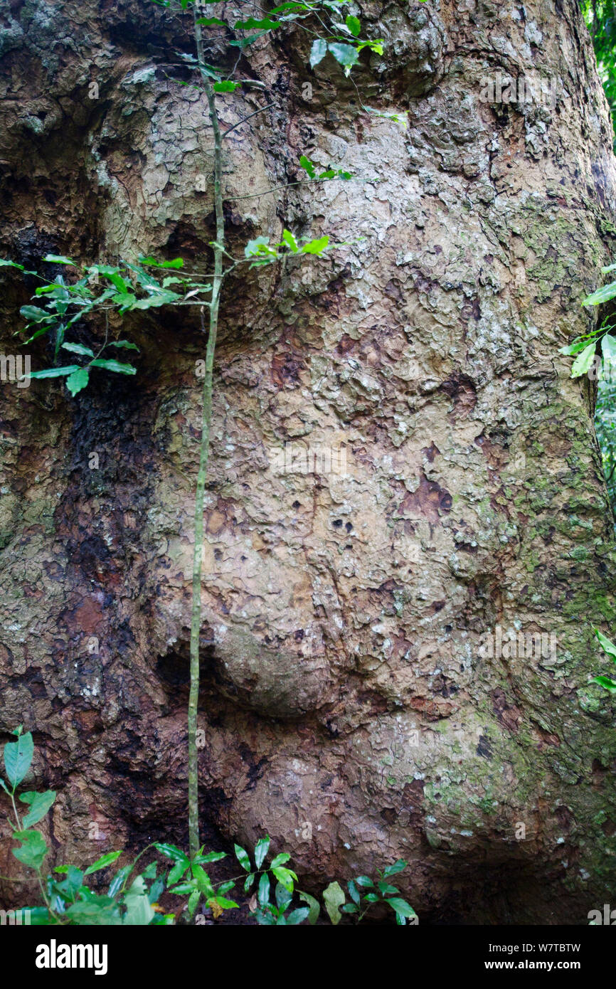 Mahogany tree africa Banque de photographies et d’images à haute ...
